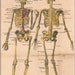 3.5" Magnet - Skeleton Anatomical Plates - Reproduction of Anatomical ...