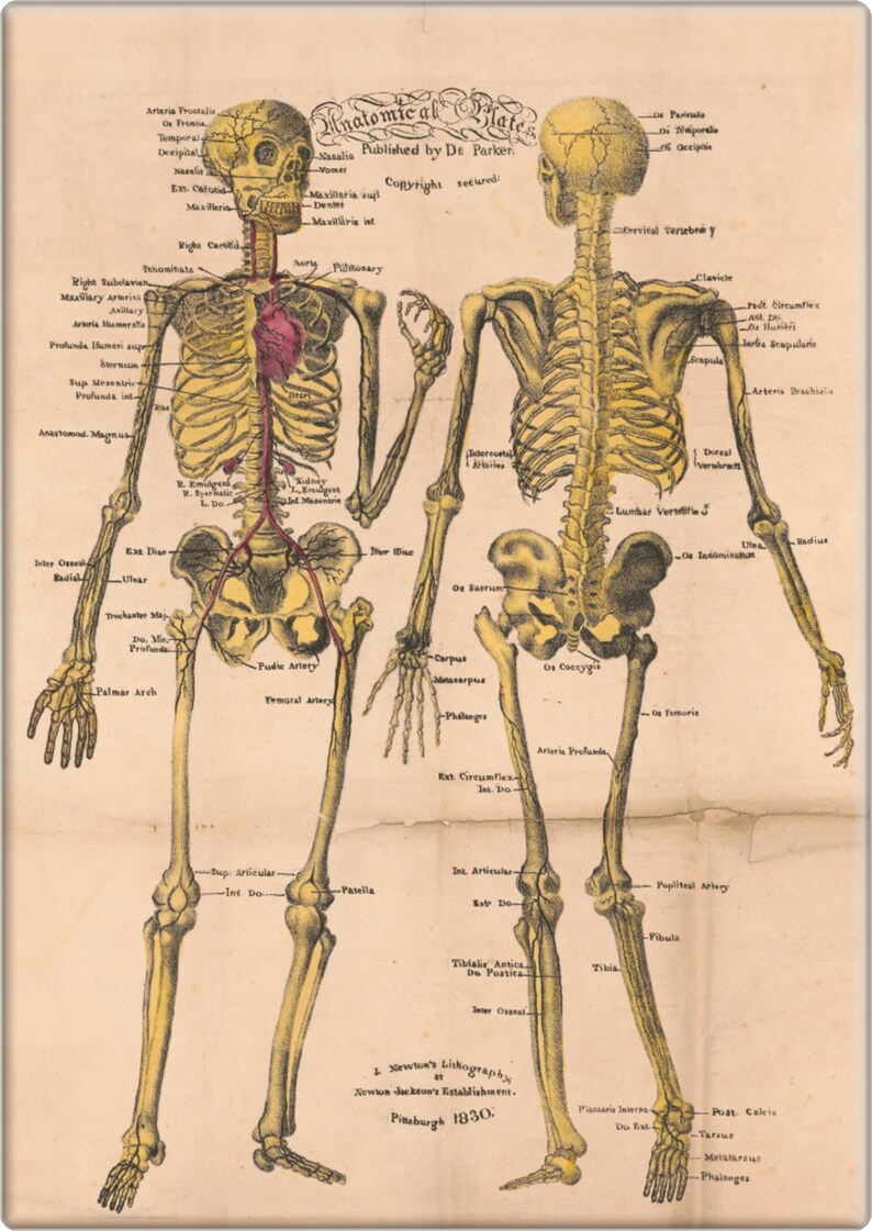 3.5" Magnet - Skeleton Anatomical Plates - Reproduction of Anatomical ...