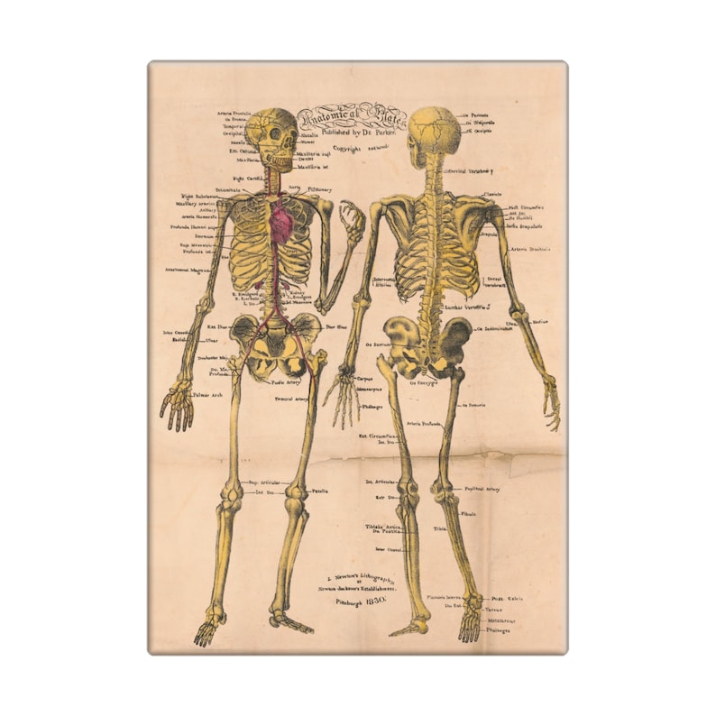 3.5" Magnet - Skeleton Anatomical Plates - Reproduction of Anatomical ...