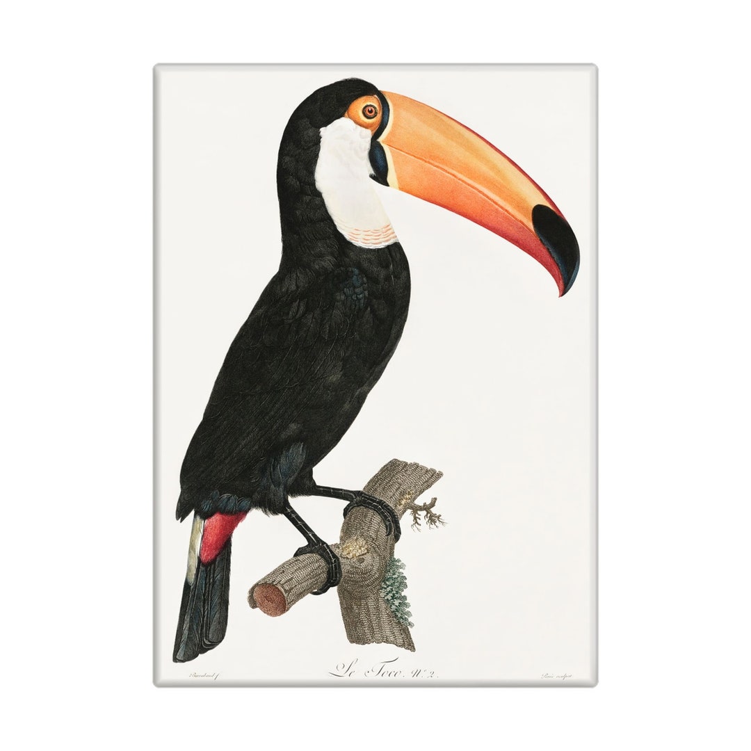 3.5" Magnet - Toco Toucan - 1806 Vintage Illustration Reproduction - Etsy