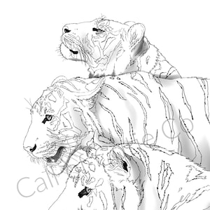 lion and tiger fighting coloring pages