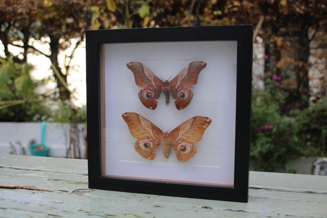 Rinaca Japonica Arisana Male + Female for Surface or Wall - Etsy