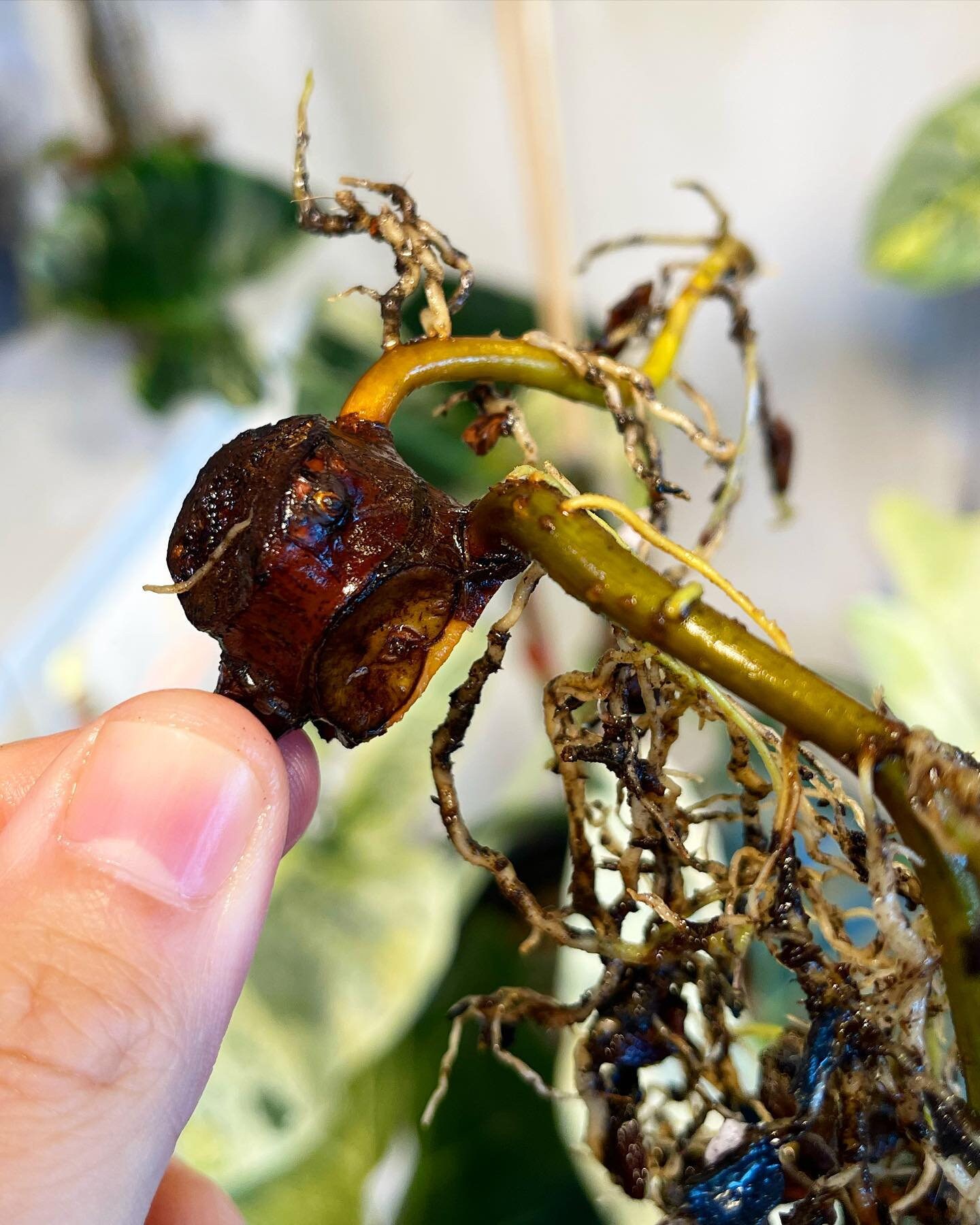 Philodendron Billietiae Variegated Rooted Nodes Cuttings With Free Heat ...