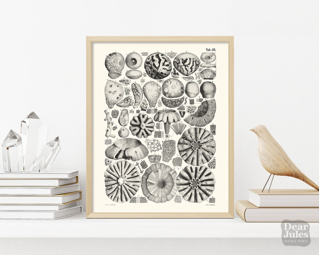 Vintage Paleontology Poster | Marine Fossil Sea Sponge Paleontology ...