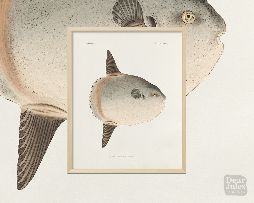 Fish Poster Antique Reproduction | Sunfish Marine Life | Giclée ...