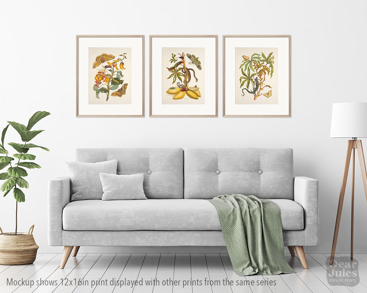 1700s Tropical Cassava and Snake Drawing | Vintage Reproduction ...