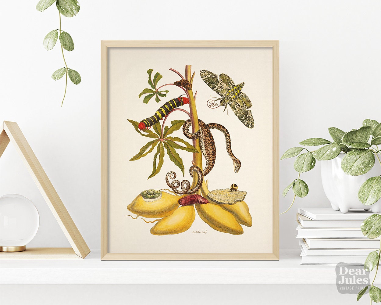 1700s Tropical Cassava and Snake Drawing | Vintage Reproduction ...