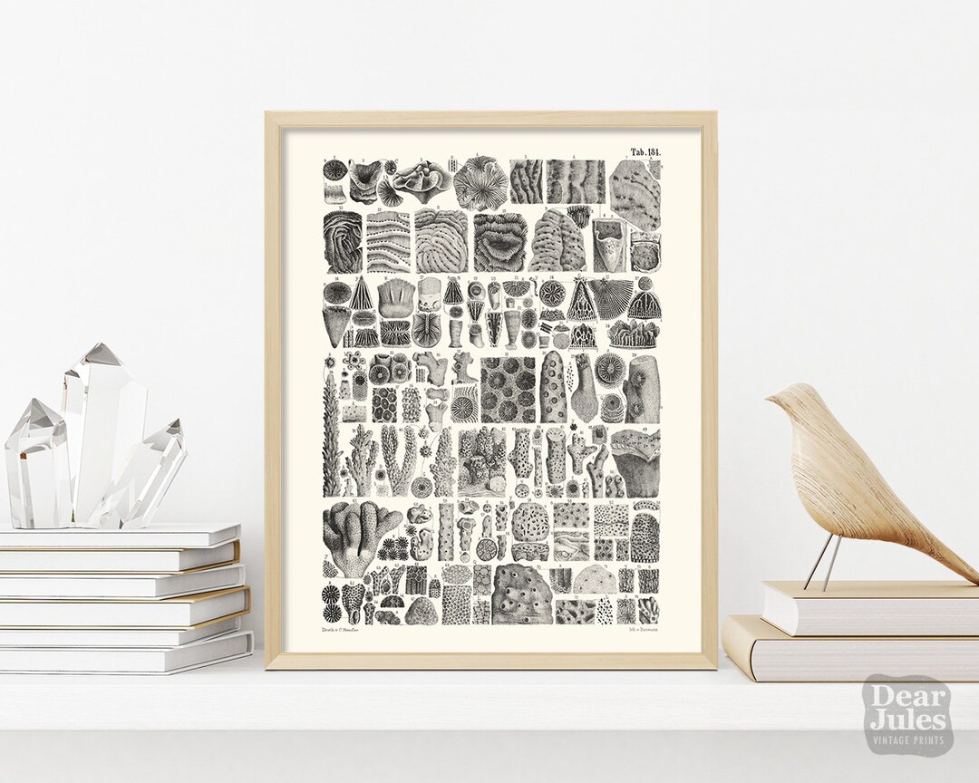 Vintage Paleontology Poster | Marine Fossil Stony Corals Paleontology ...