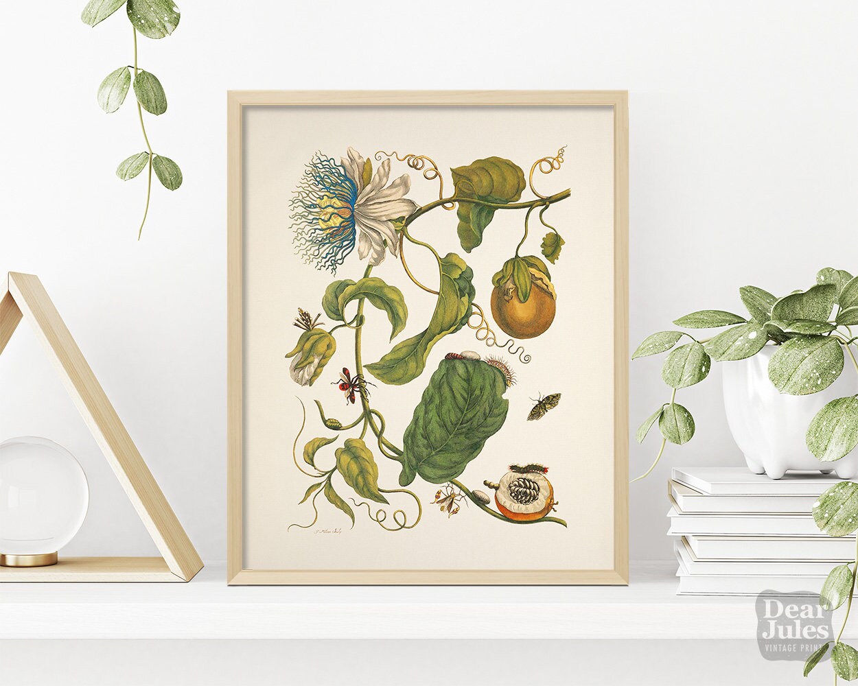 1700s Tropical Passionfruit Flower Drawing | Vintage Reproduction ...