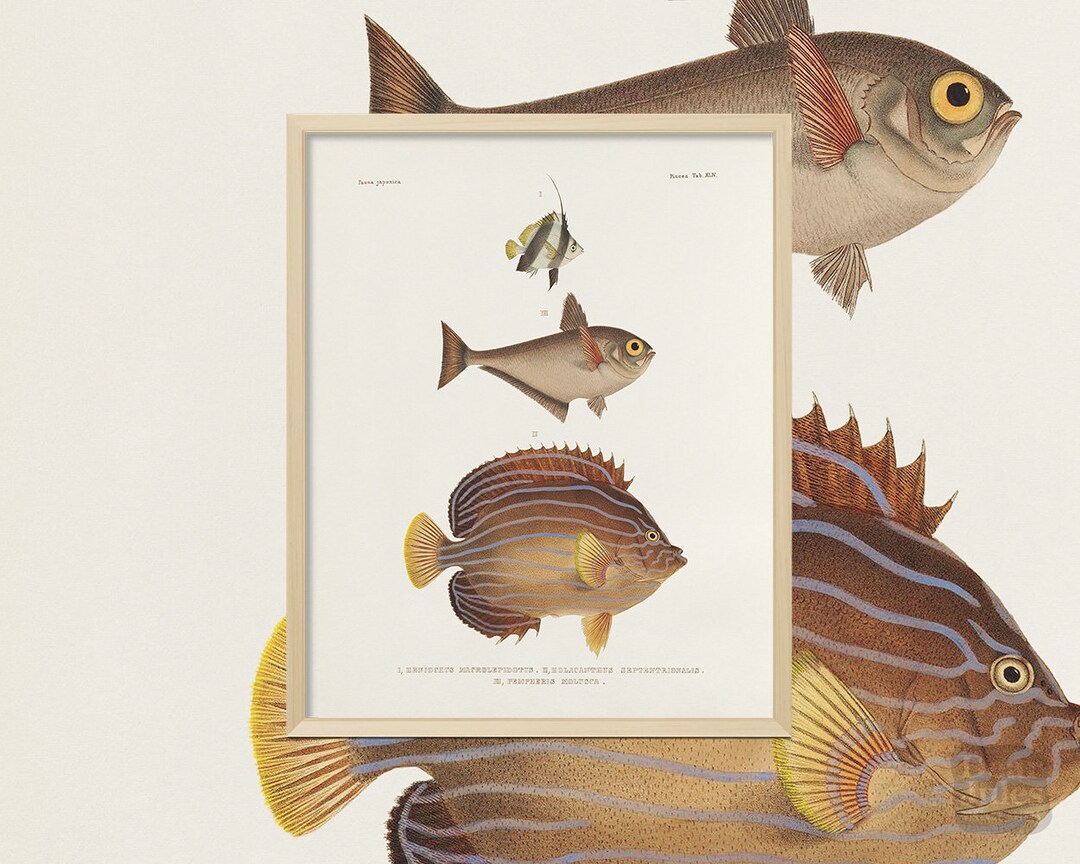 Fish Poster Antique Reproduction | Angelfish Marine Life | Giclée ...