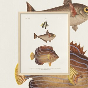 Fish Poster Antique Reproduction | Angelfish Marine Life | Giclée ...