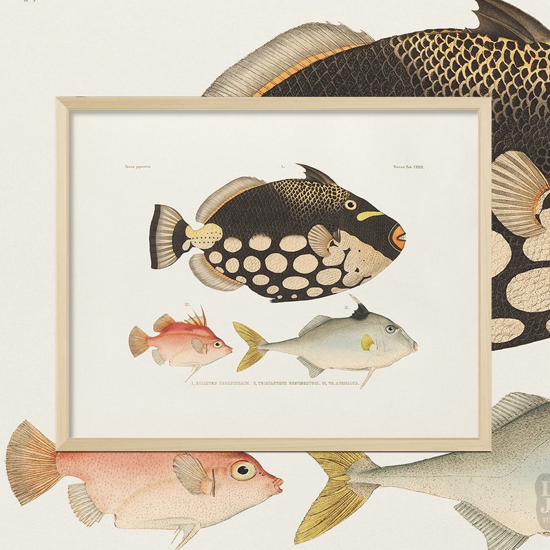 Fish Poster - Etsy