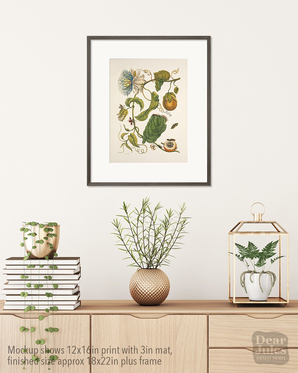 1700s Tropical Passionfruit Flower Drawing | Vintage Reproduction ...