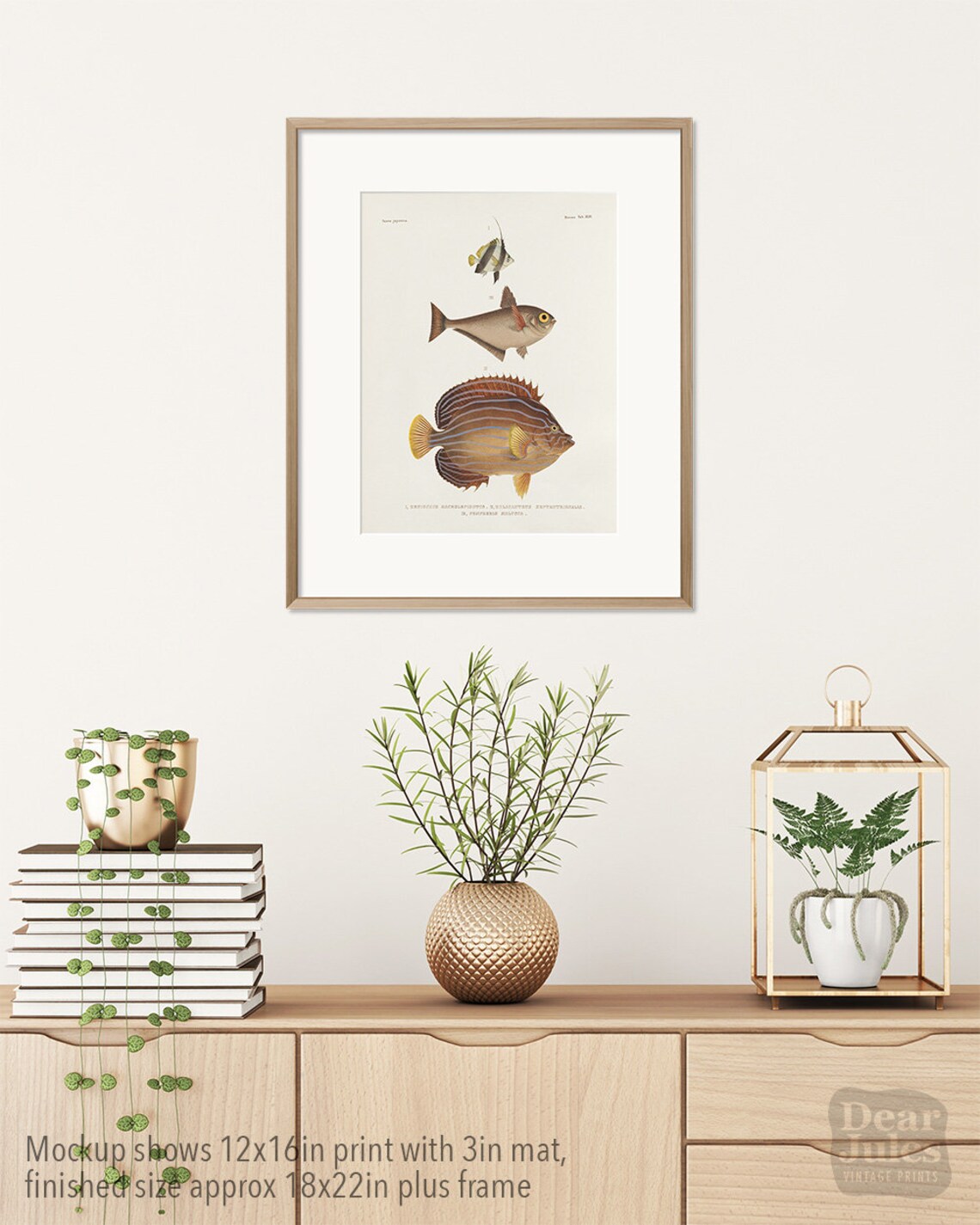 Fish Poster Antique Reproduction | Angelfish Marine Life | Giclée ...