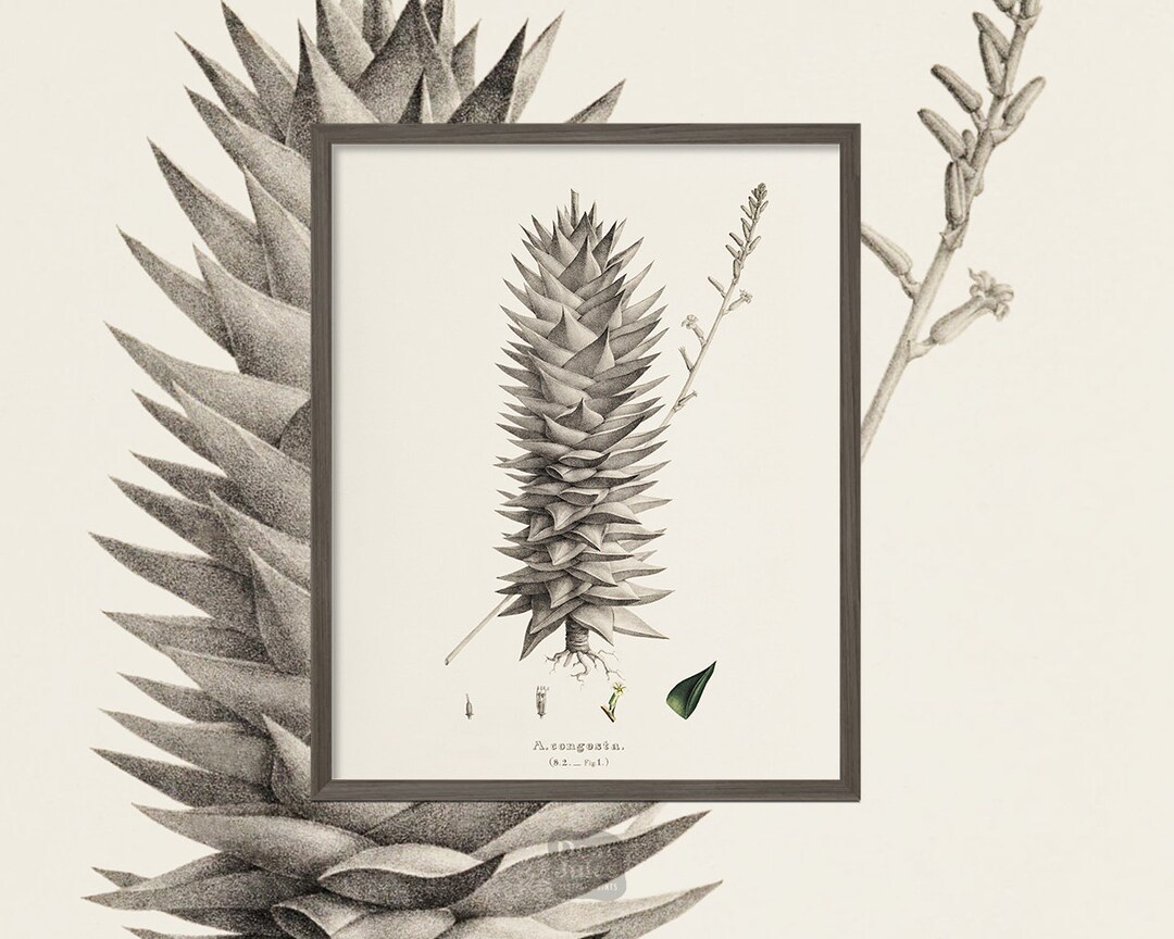 Aloe Species Succulent Drawing | 1800s Pencil Drawing Cactus Artwork ...