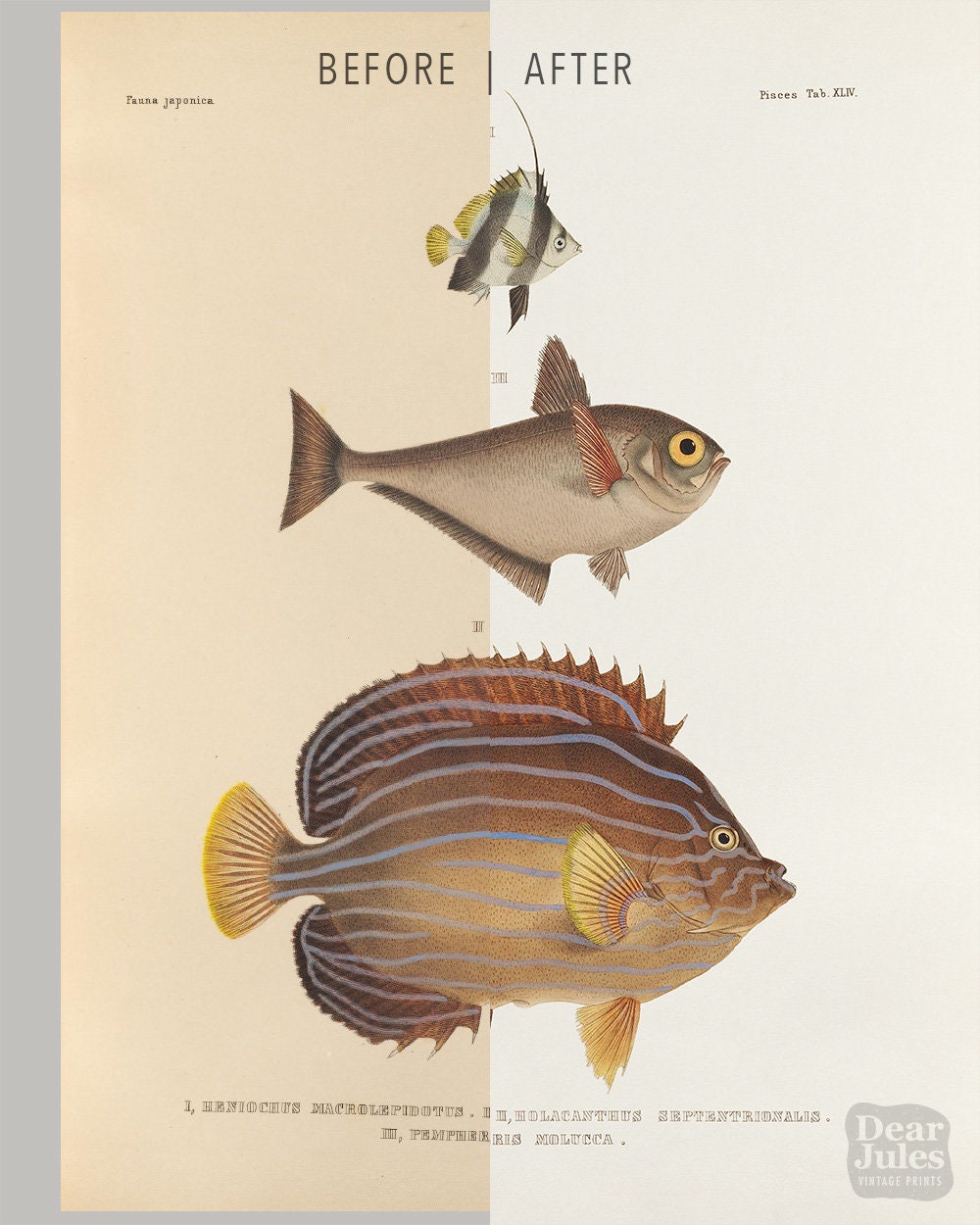 Fish Poster Antique Reproduction | Angelfish Marine Life | Giclée ...