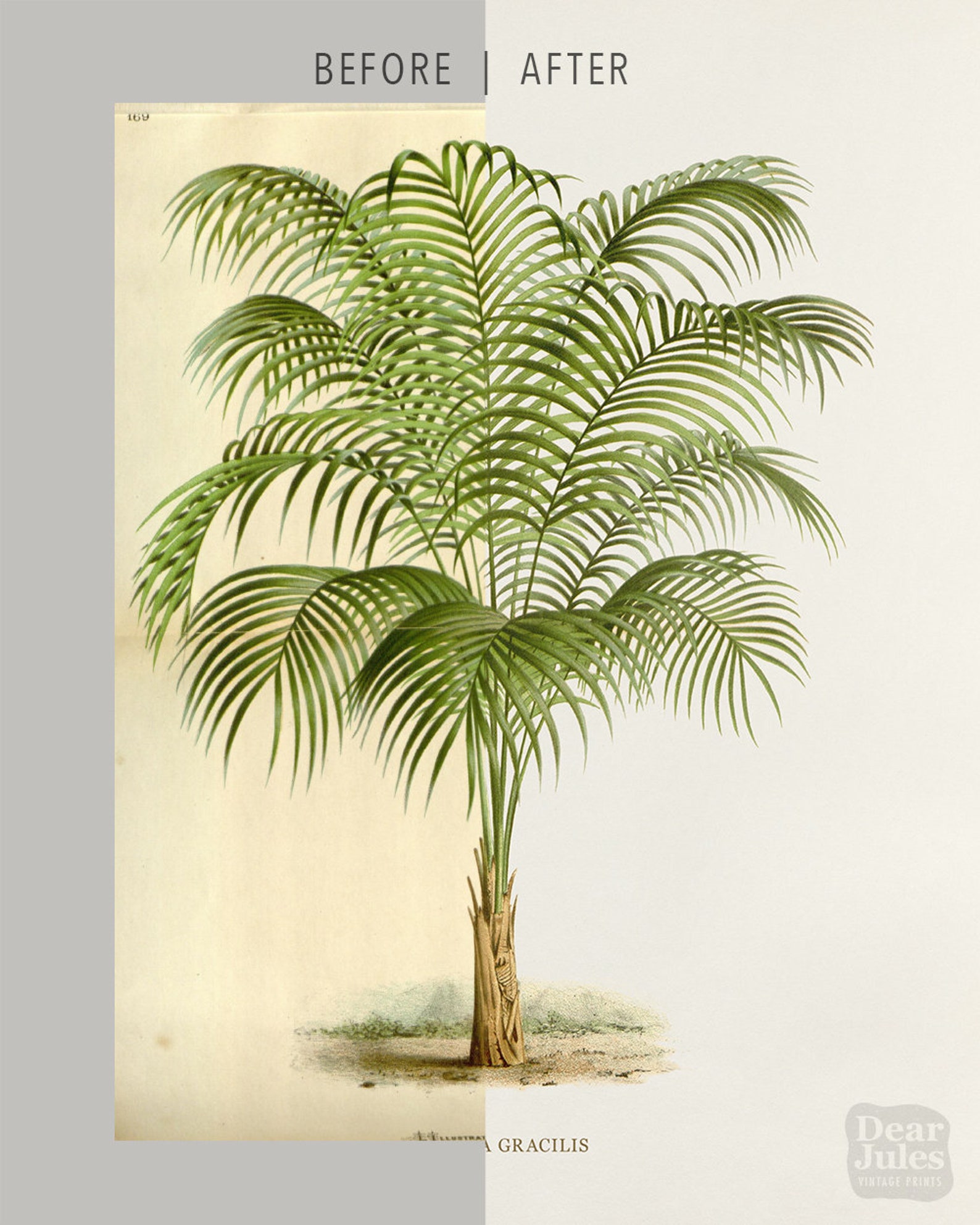 1800s Palm Tree Wall Art | Vintage Botany Poster | Giclée Art Print - Etsy