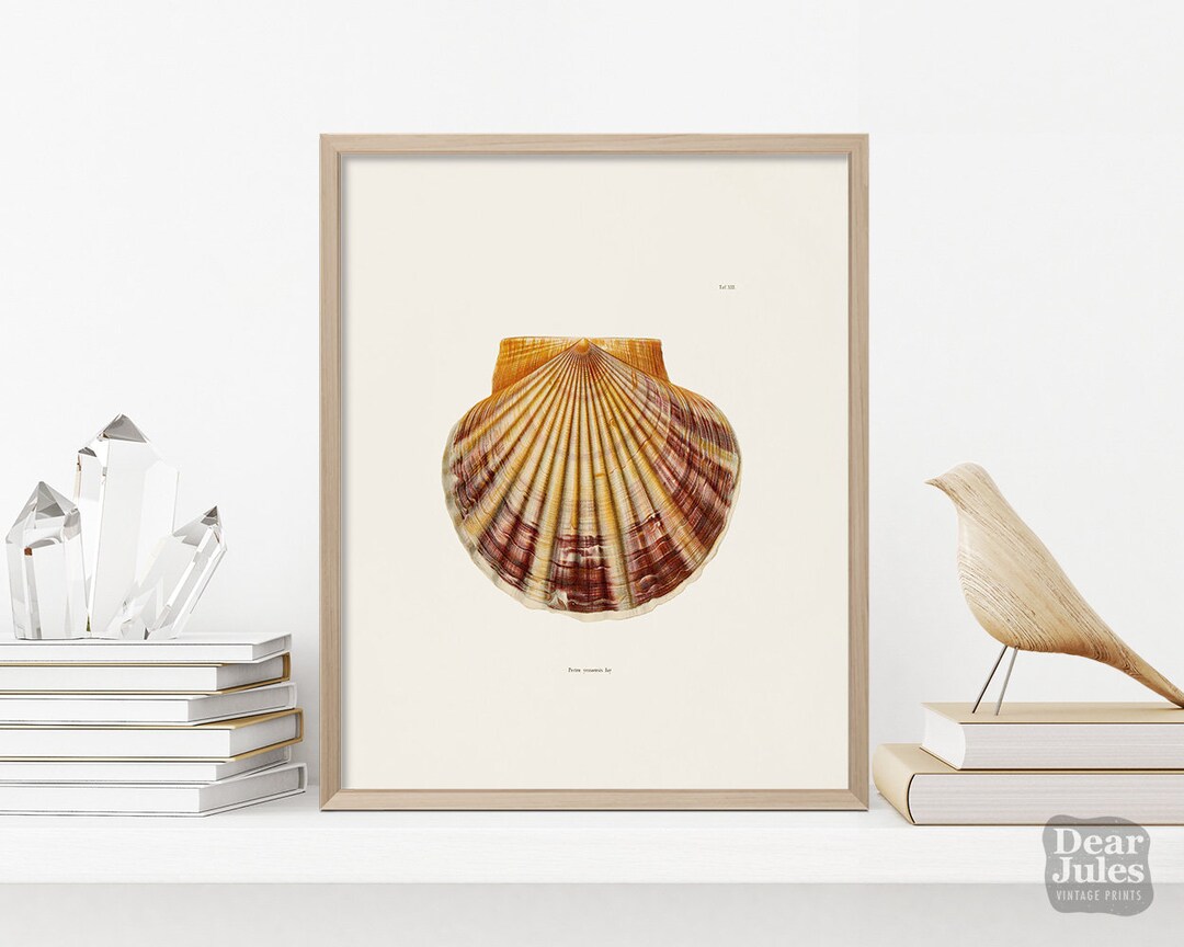 Seashell Poster Antique Reproduction | Seashell Marine Life | Giclée ...