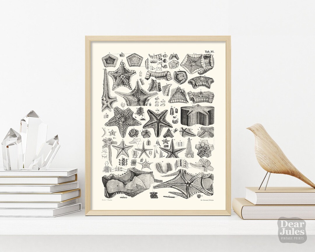 Vintage Paleontology Poster | Marine Fossil Starfish Paleontology ...