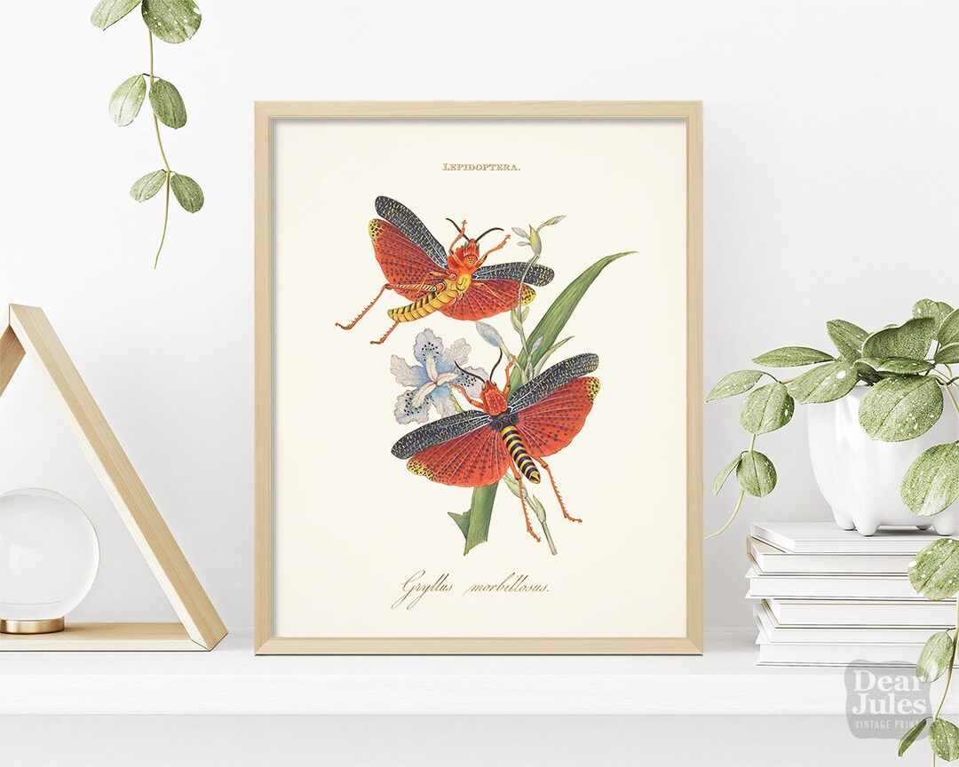 1700s Cricket Insect Drawing | Vintage Reproduction Botanical Poster ...