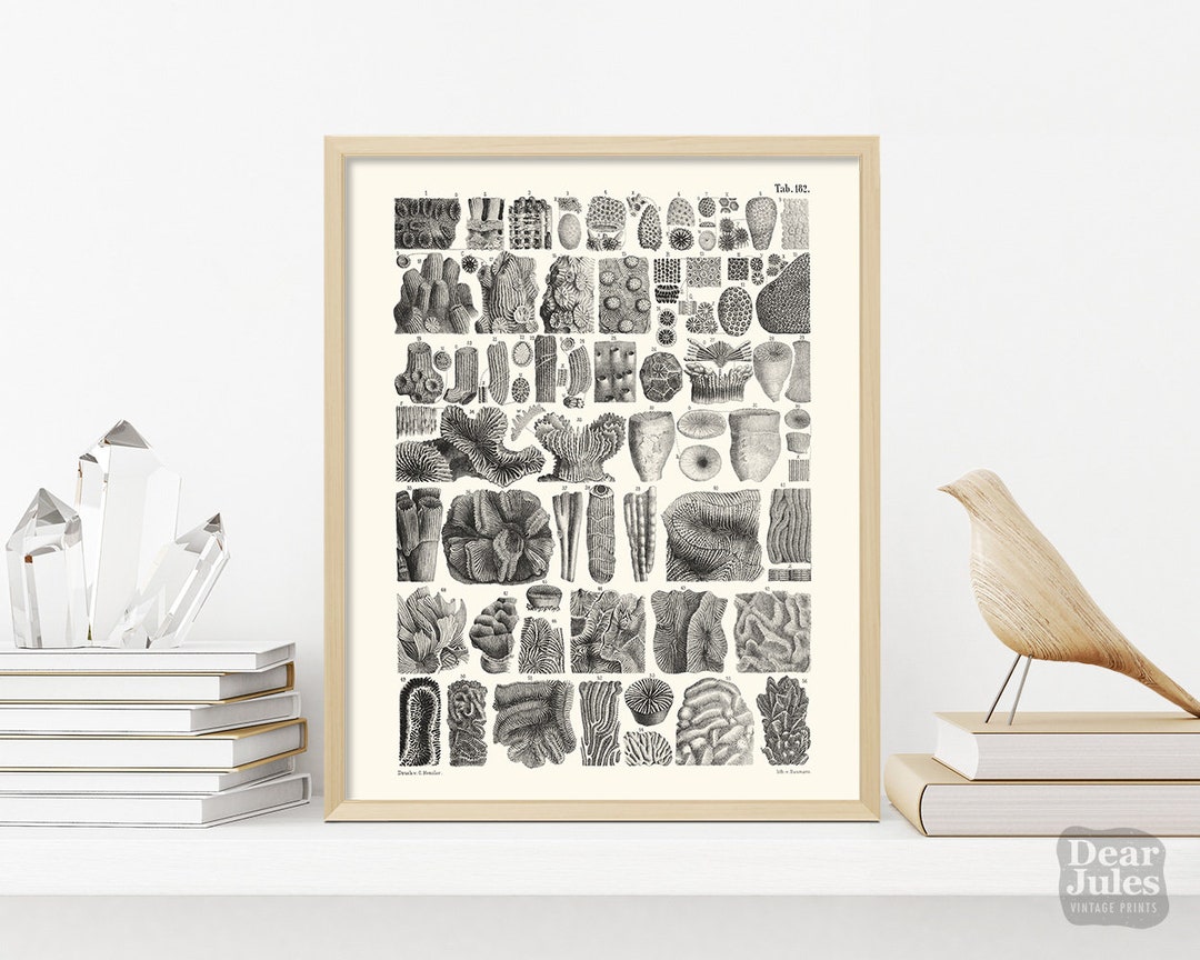 Vintage Paleontology Poster | Marine Fossil Stony Corals Paleontology ...