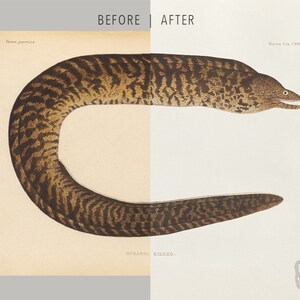 Fish Poster Antique Reproduction | Moray Eel Marine Life | Giclée ...