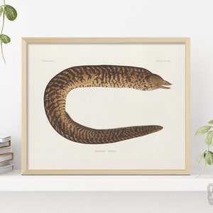Fish Poster Antique Reproduction | Moray Eel Marine Life | Giclée ...