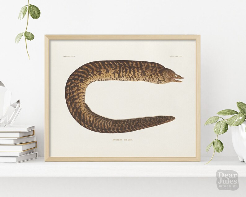 Fish Poster Antique Reproduction Moray Eel Marine Life Giclée Archival ...