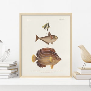 Fish Poster Antique Reproduction | Angelfish Marine Life | Giclée ...