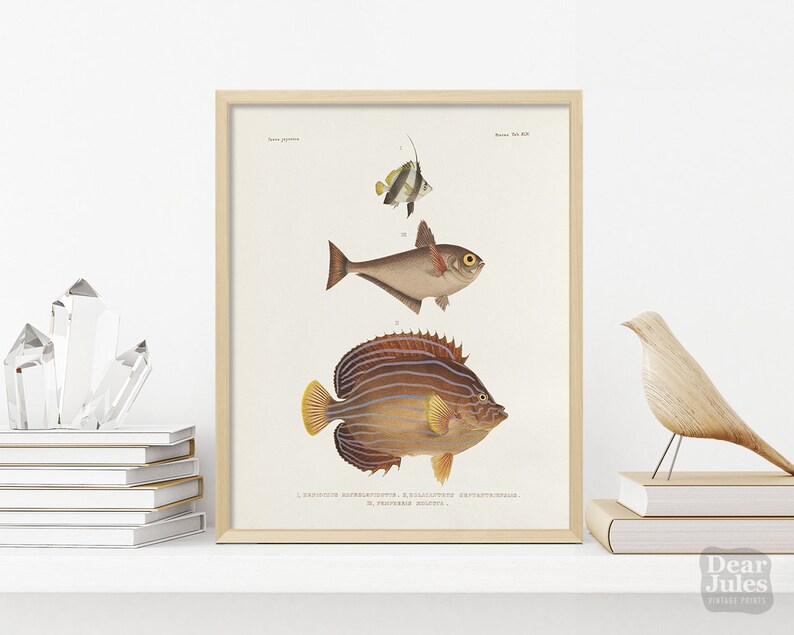 Fish Poster Antique Reproduction | Angelfish Marine Life | Giclée ...