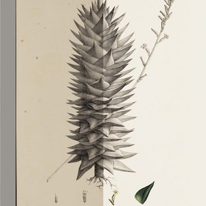 Aloe Species Succulent Drawing | 1800s Pencil Drawing Cactus Artwork ...