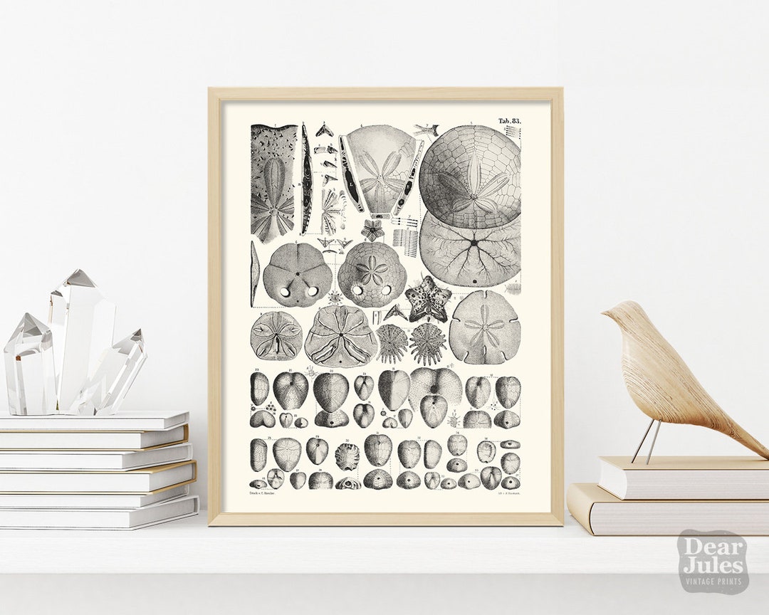 Vintage Paleontology Poster | Marine Fossil Sand Dollar Paleontology ...