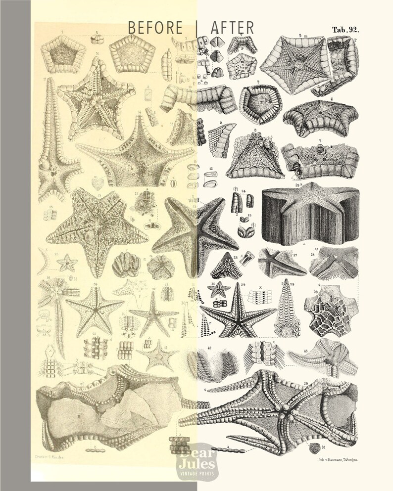 Vintage Paleontology Poster Marine Fossil Starfish - Etsy