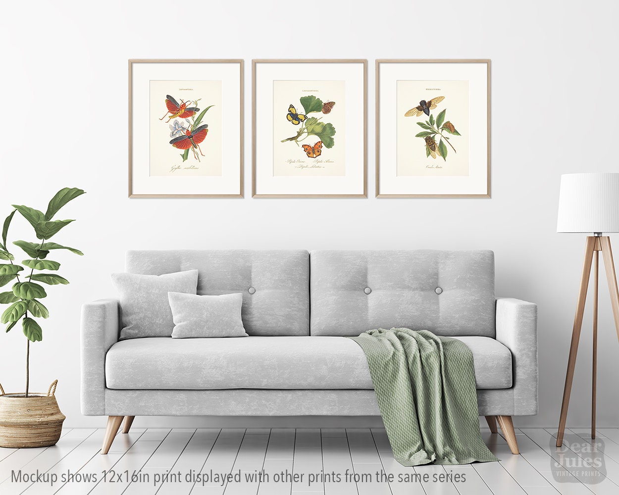1700s Cricket Insect Drawing | Vintage Reproduction Botanical Poster ...