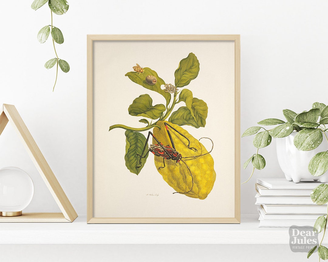 1700s Lemon and Beetle Drawing | Vintage Reproduction Botanical Poster ...