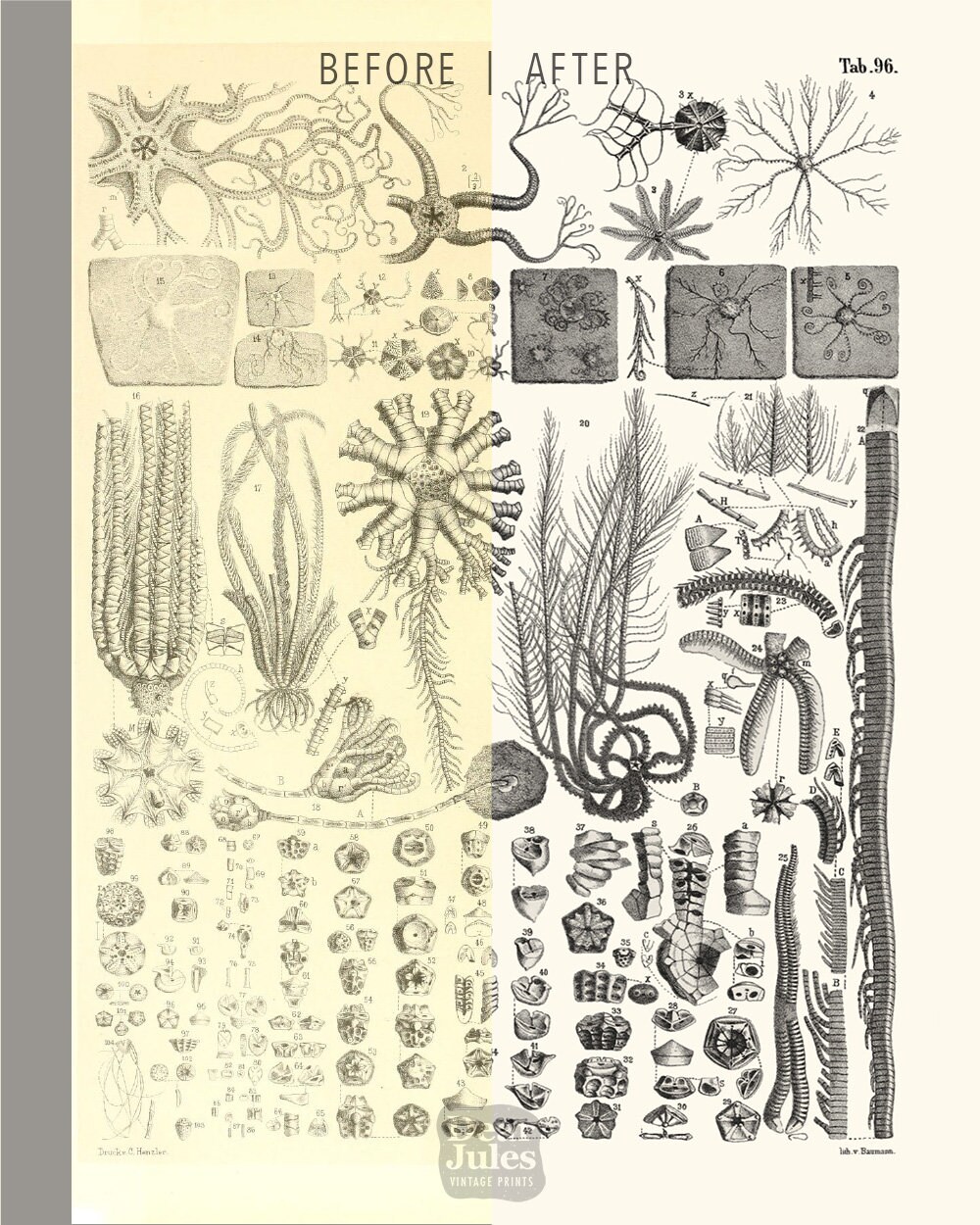 Vintage Paleontology Poster Marine Fossil Brittle Star Paleontology ...