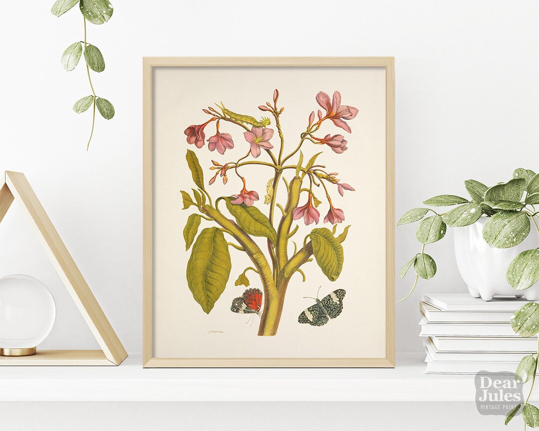 1700s Jasmine Flower and Butterflies Drawing | Vintage Reproduction ...