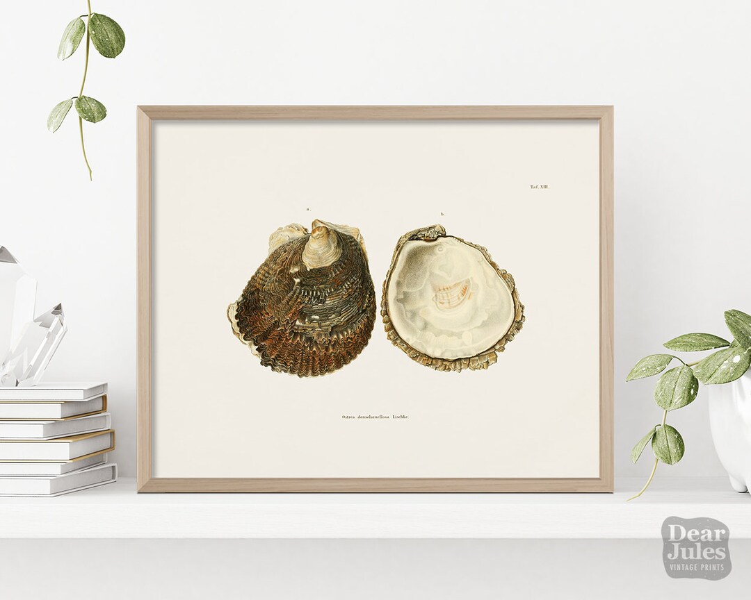Seashell Poster Antique Reproduction | Oyster Seashell Marine Life ...