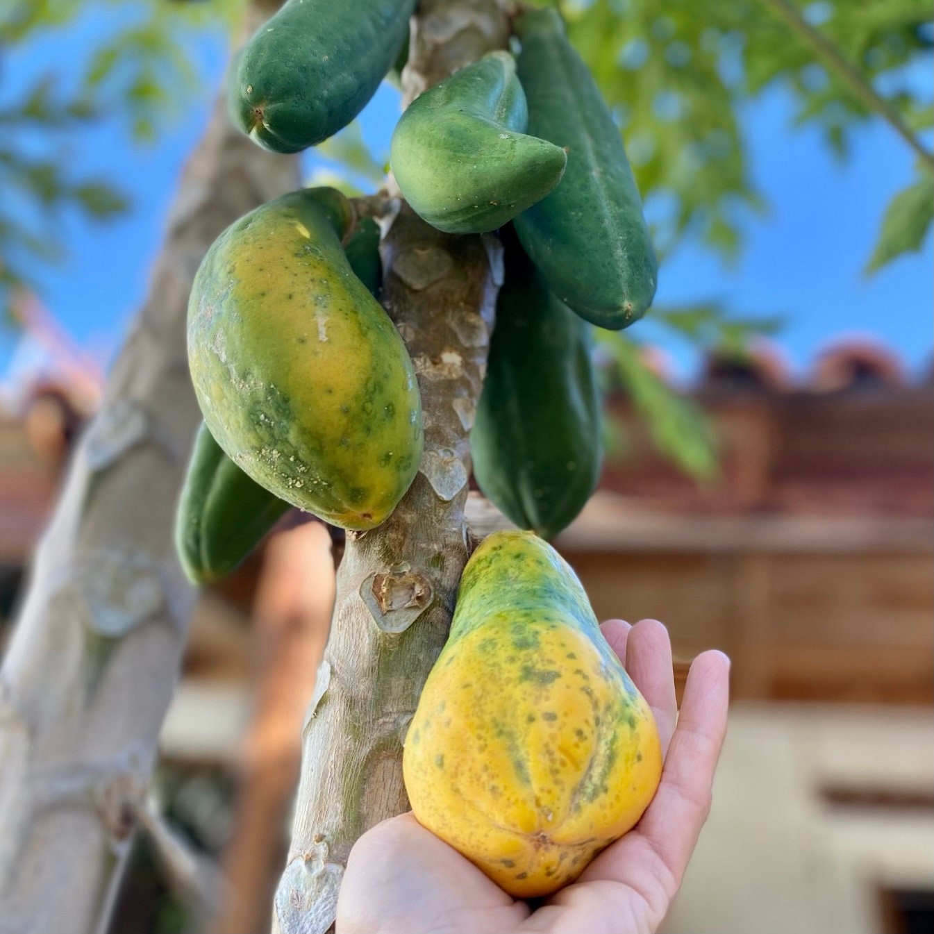 Papaya - Etsy