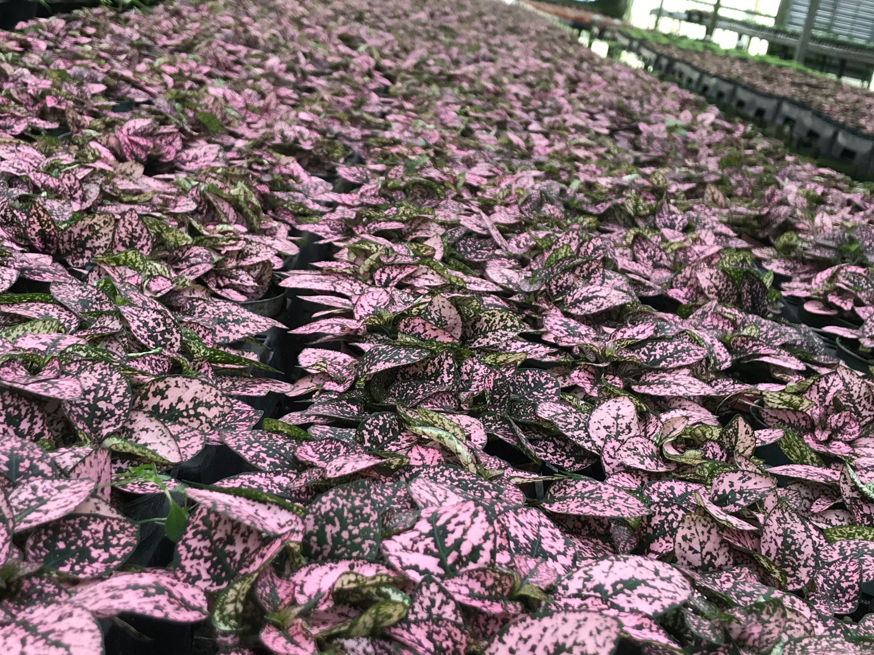 Hypoestes Phyllostachya Pink Splash Polka Dot - Etsy