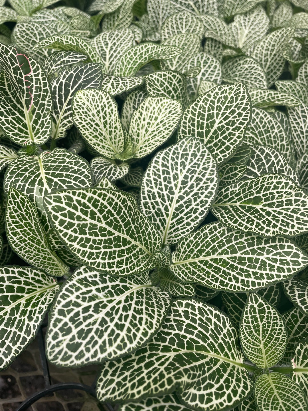 White Fittonia White Mini Nerve Mosaic Plant Live Houseplant 4 Pot - Etsy