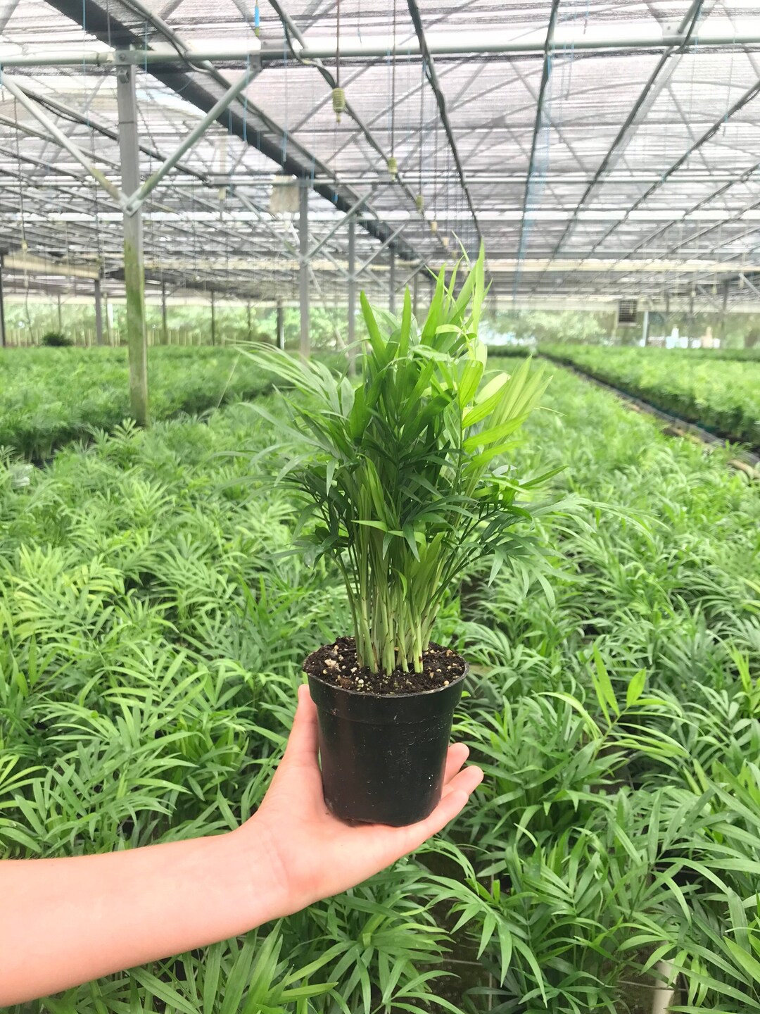 Neanthe Bella Palms – Parlor Palm - Chamadorea Elegans - Live Plants ...