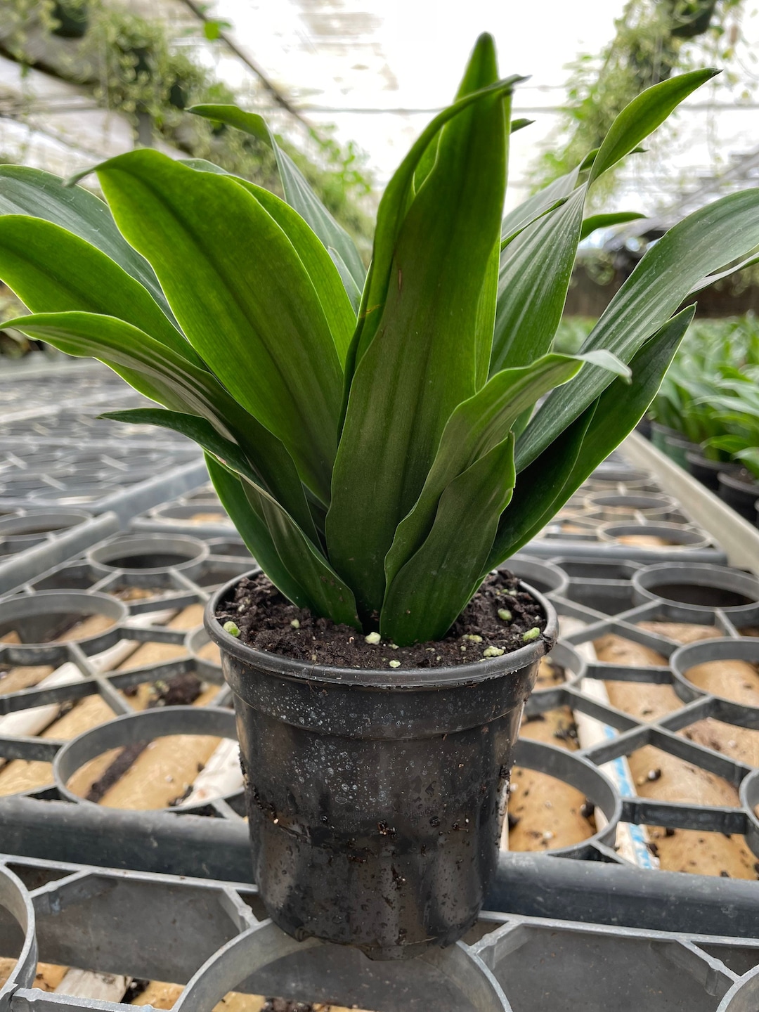 Janet Craig Compacta - Dracaena - JCC - Live Houseplant - 4" Pot - Etsy