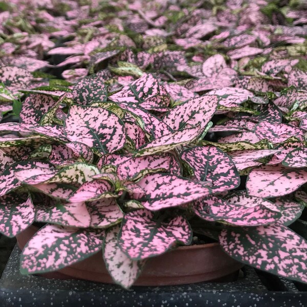 Hypoestes Phyllostachya - Etsy