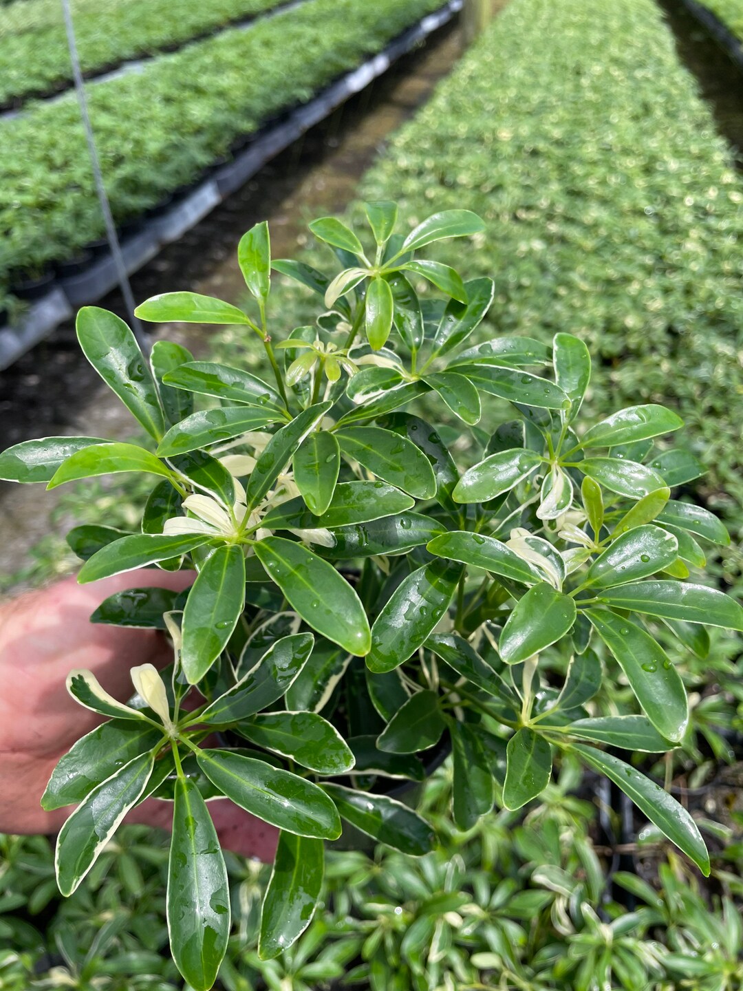 Schefflera Arboricola - Mini Arb - Umbrella Plant - Variegated or Green ...