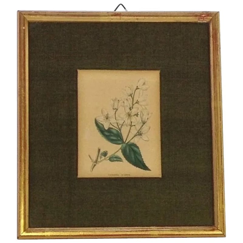 Hand Colored Etching - Etsy