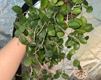 Large Hoya - Etsy