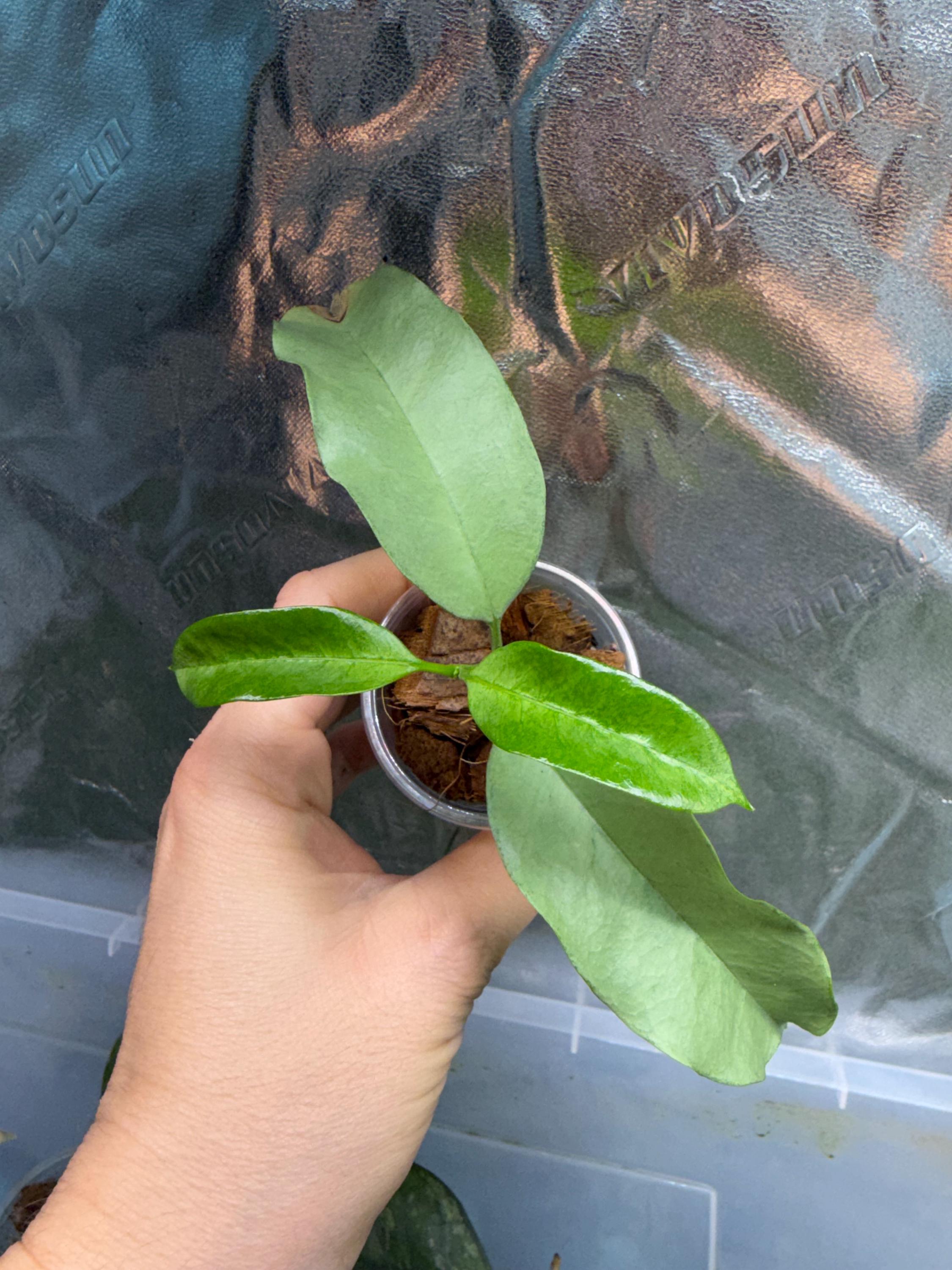 Hoya Multiflora Silver ‘wonderphil’ - Etsy