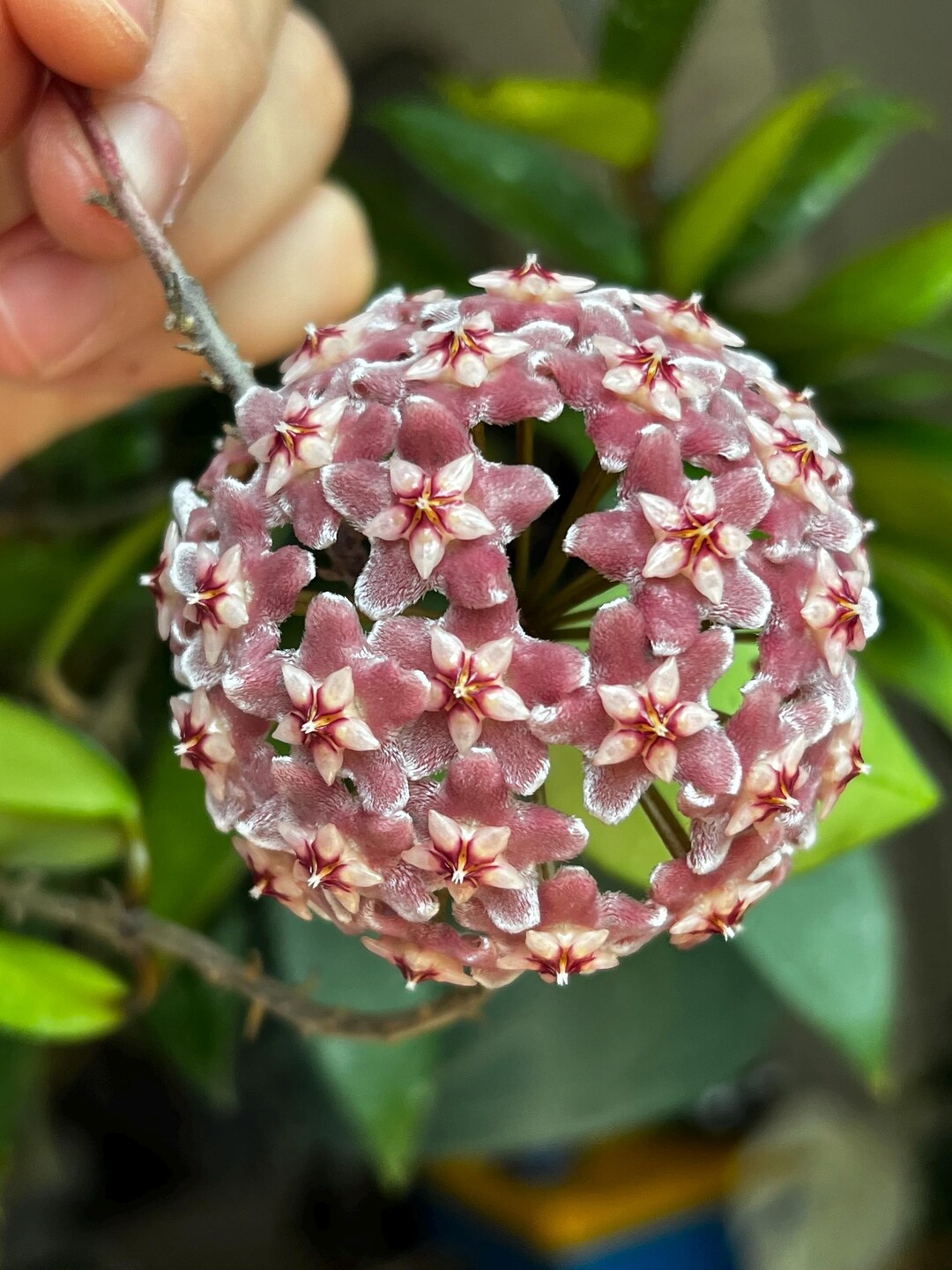 Hoya Cv. ‘crystal’ - Etsy