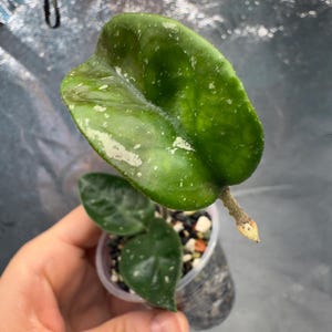 Hoya SMS ‘june’ - Etsy